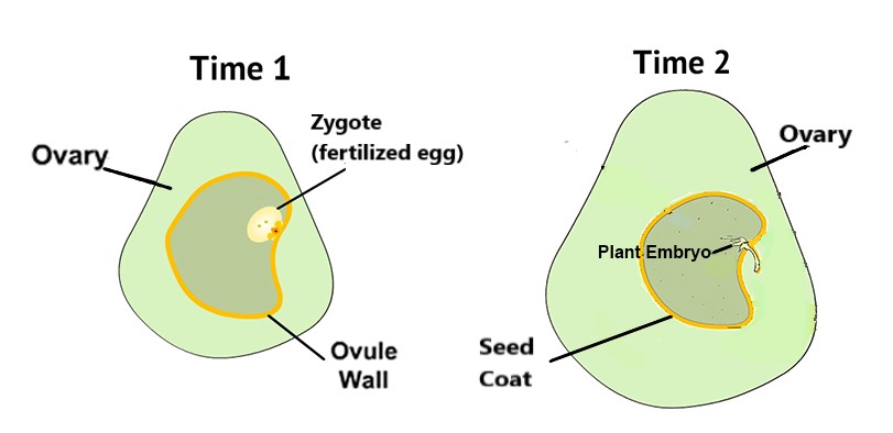 Angiosperm Reproduction
