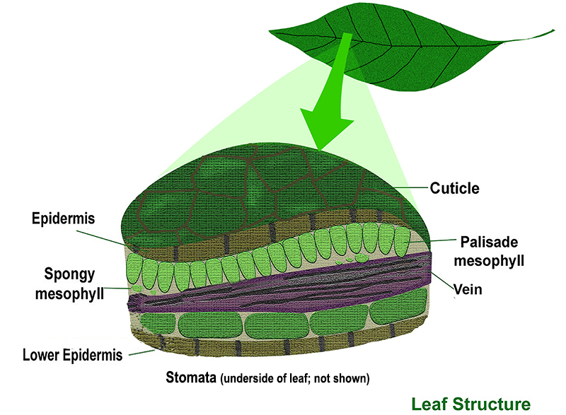 Vascular Plants